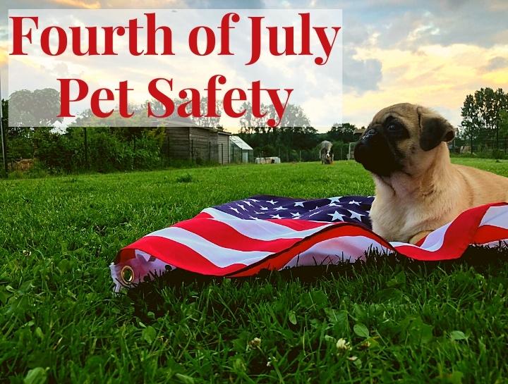 July 4 Pet Safety | Fireworks & Backyard BBQ Tips